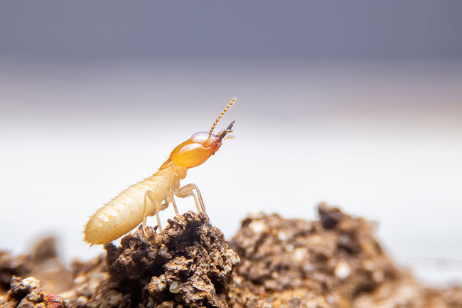 What You Should Do if You Have Termites | True Blue Termite and Pest ...