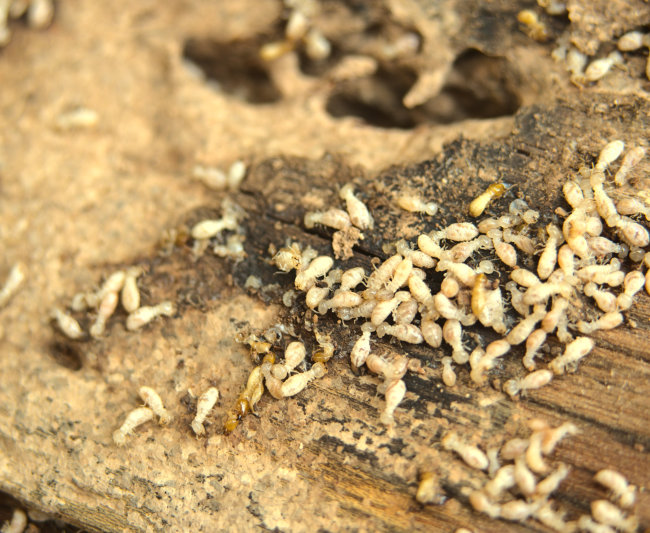 About True Blue Termite and Pest Control, Knoxville, TN