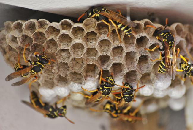 Wasp Control, Knoxville, TN | True Blue Termite and Pest Control [Video]