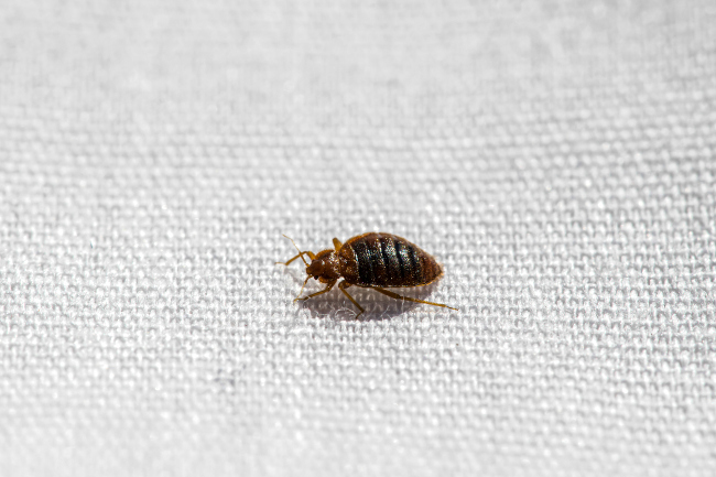 How to Get Rid of Bed Bugs For Good | True Blue Termite and Pest Control