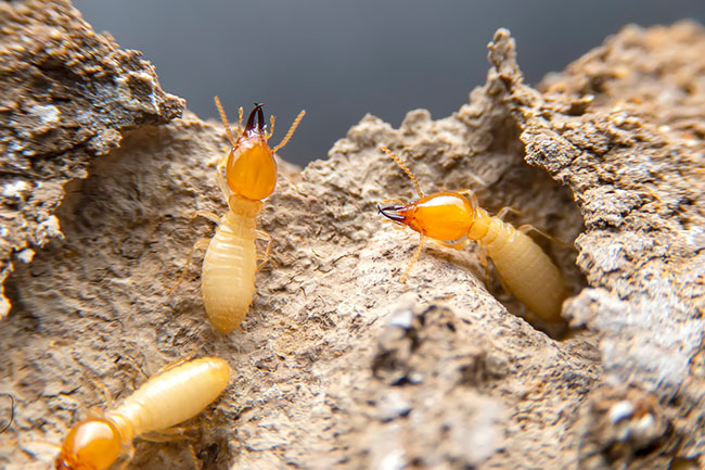 You Can Attempt Termite Removal, but it Doesn’t Mean You Should | True ...