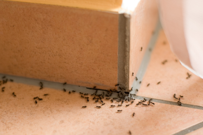 3 Ant Control Tips to Help Prevent Infestations | True Blue Termite and ...