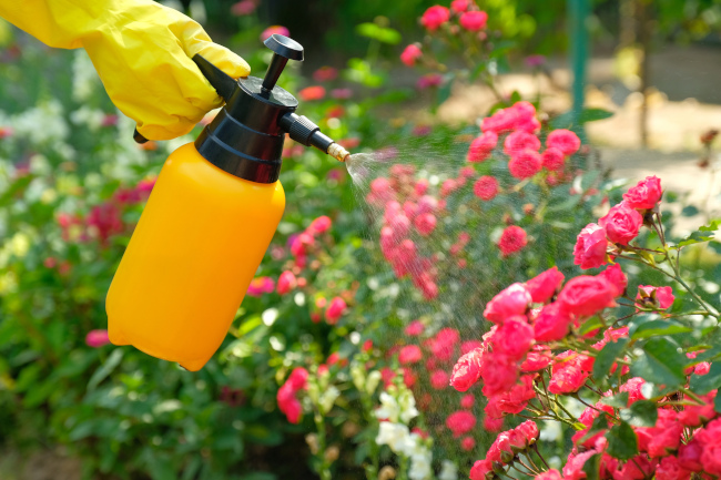 Three Benefits of Organic Pest Control | True Blue Termite and Pest Control