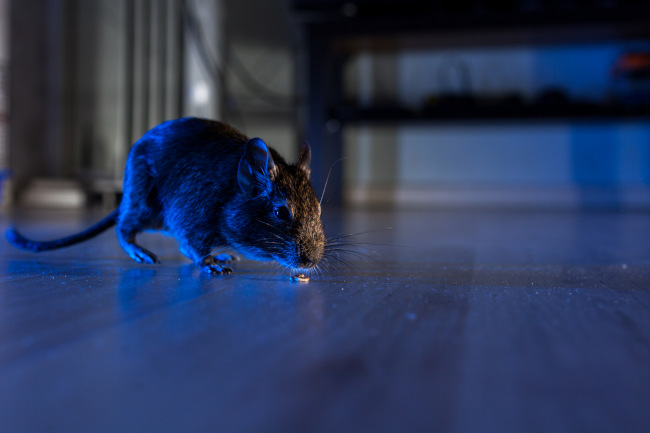 Rodent Control Knoxville